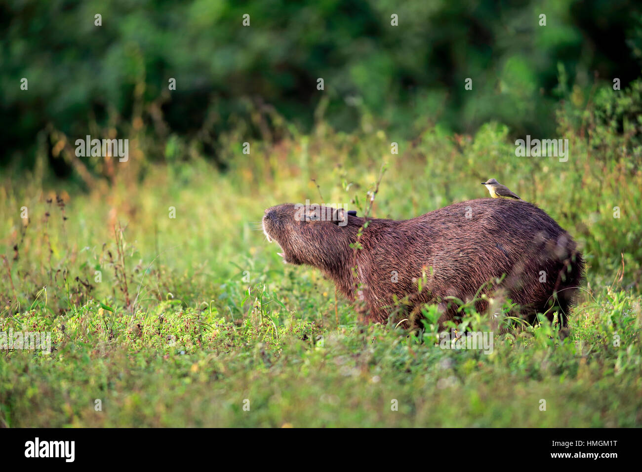 The capybara with animals on its back hi-res stock photography and ...
