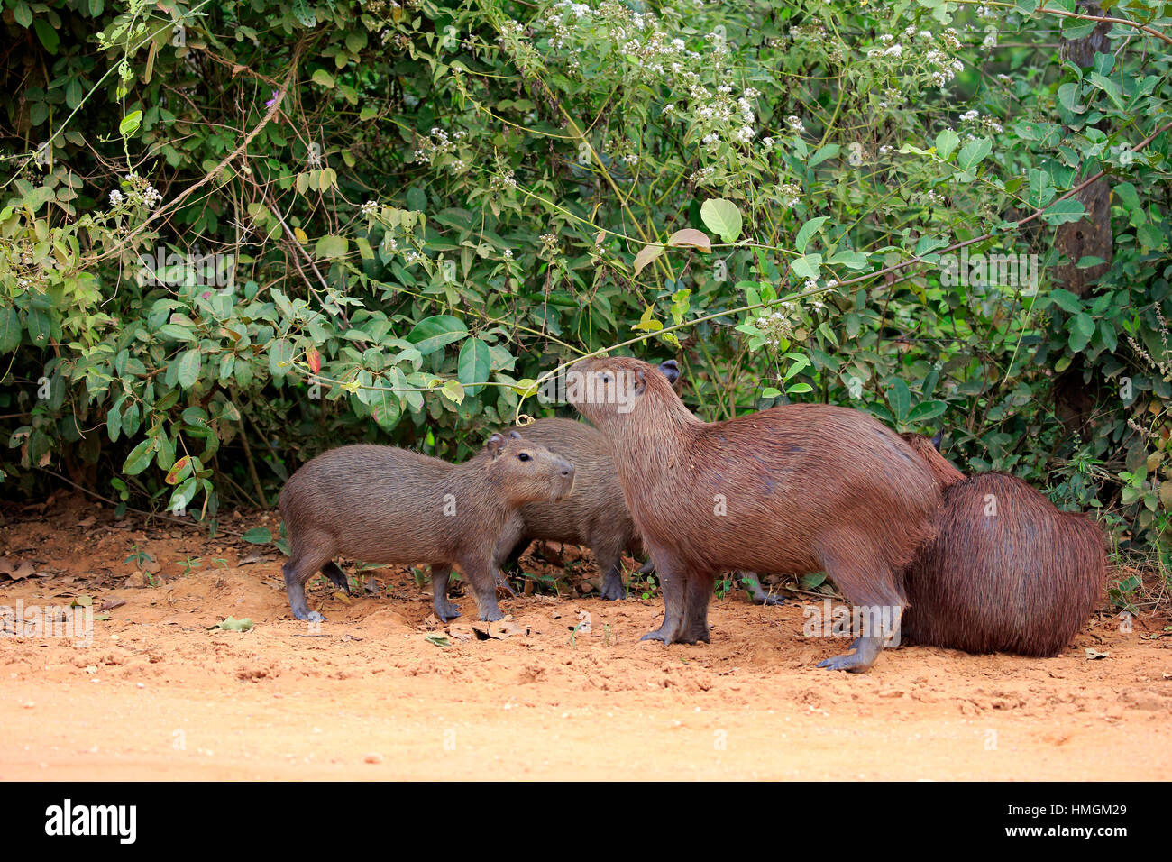 Capybara, (Hydrochoerus hydrochaeris), adult with youngs on shore ...