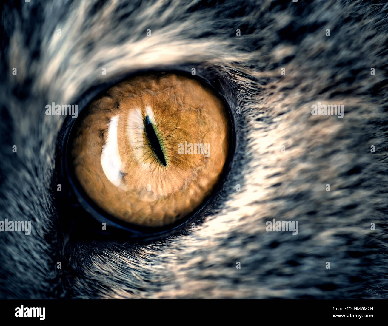 Closeup macro shot of a yellow single cat eye with slit like iris. The ...