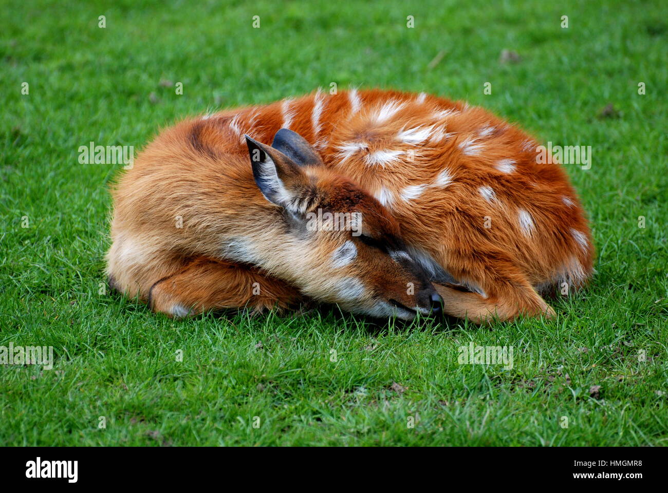 Sleeping deer hi-res stock photography and images - Alamy