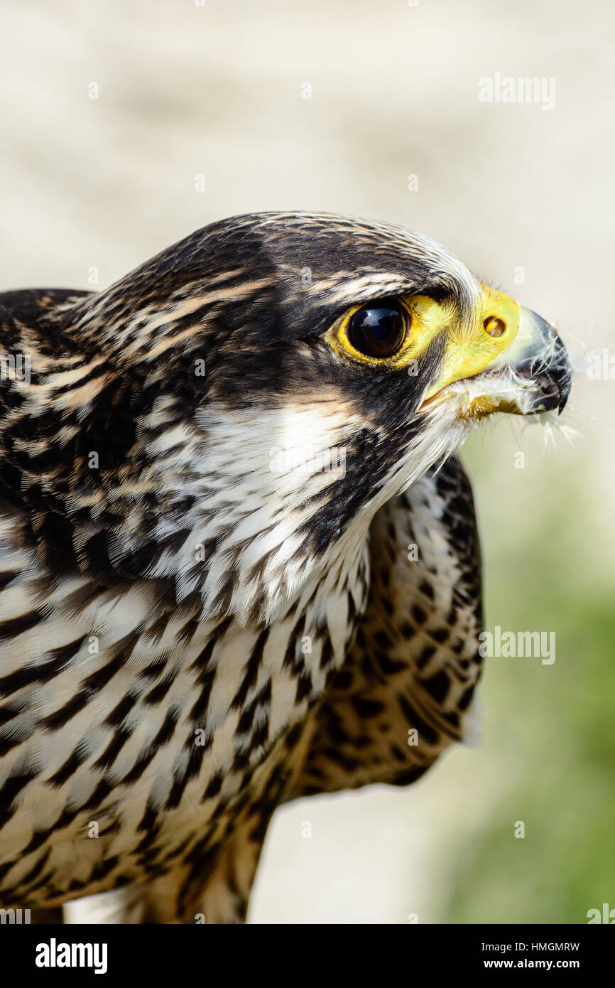 Color portrait of a single isolated hawk from the side on sandy ...