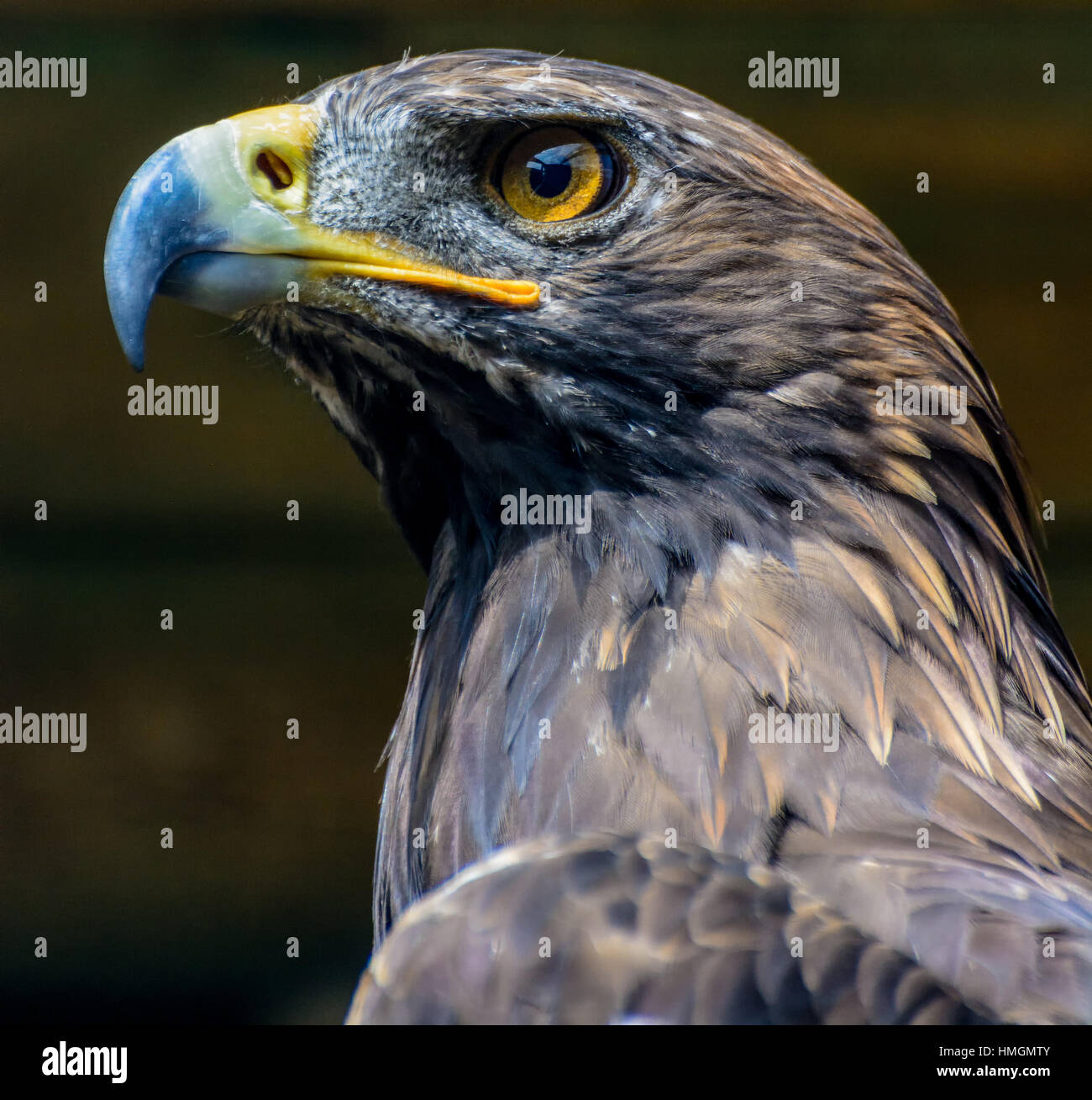 Proud hawk, color outdoor close-up detailed animal portrait of the head ...