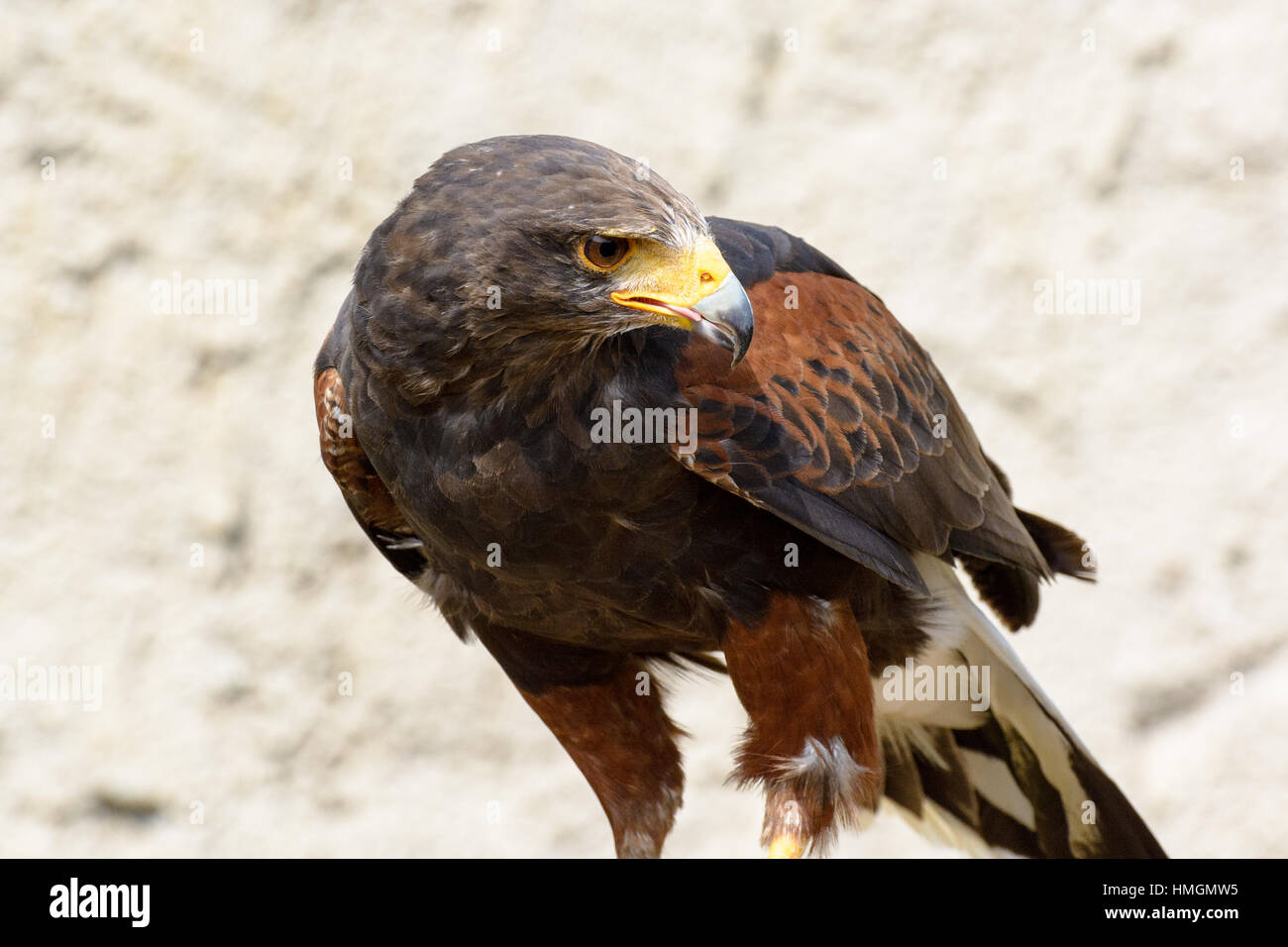 Hawk With Yellow Beak