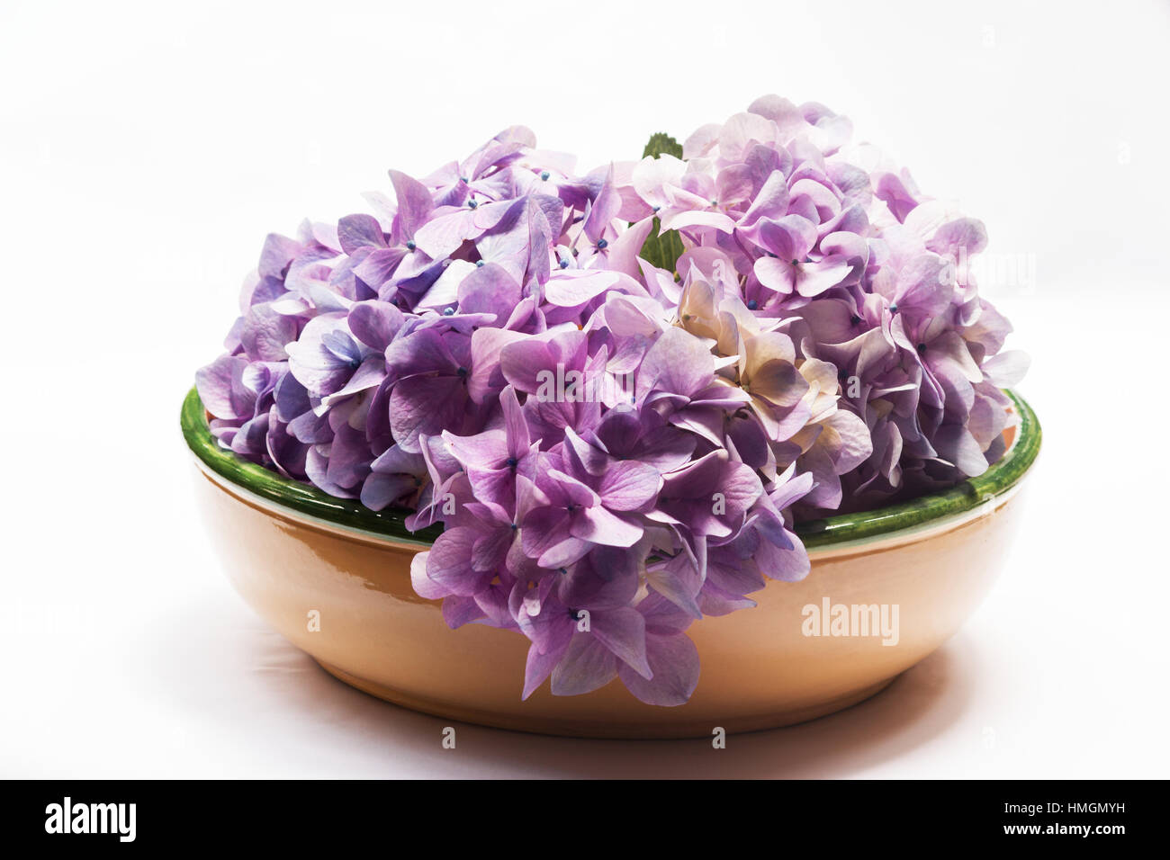 Pink hydrangeas in a ceramic bowl on white background Stock Photo - Alamy