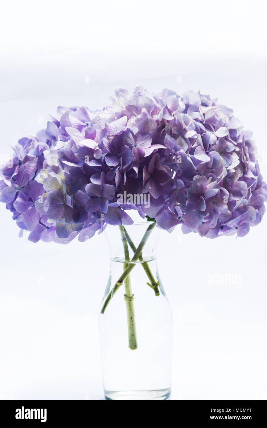 Hydrangeas in a vase on white background Stock Photo - Alamy