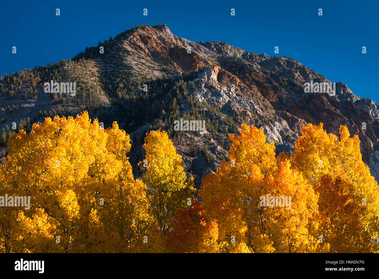 Fall color along Bishop Creek, Inyo National Forest, Sierra Nevada ...