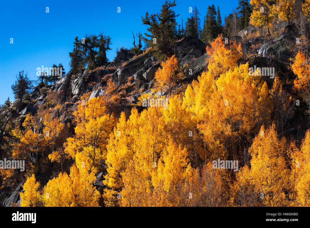 Fall color along Bishop Creek, Inyo National Forest, Sierra Nevada ...