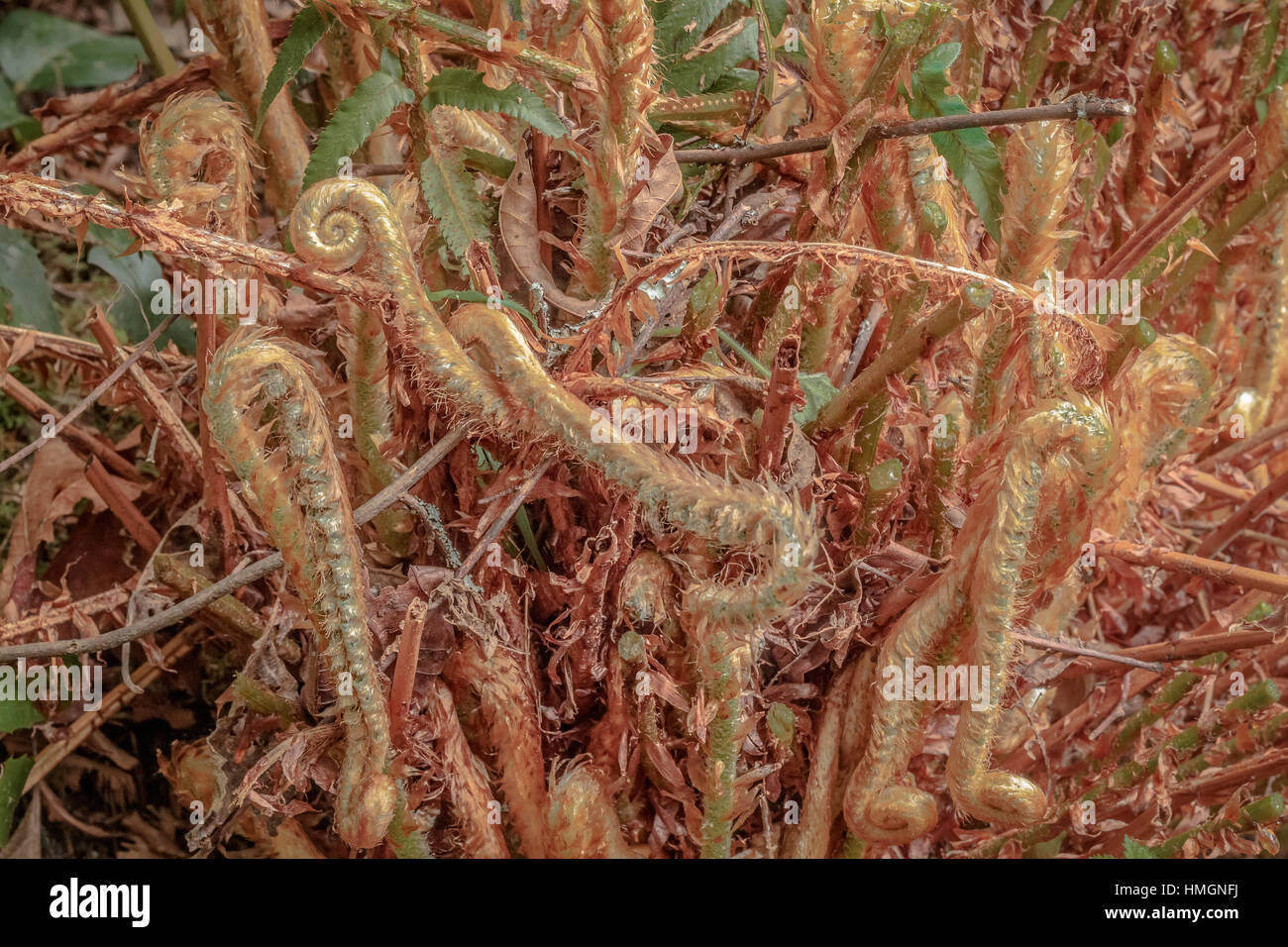 Sword fern hi-res stock photography and images - Alamy