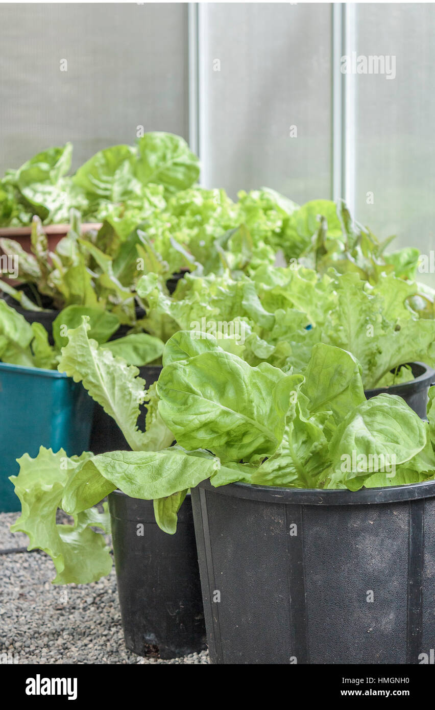 Growing Lettuce In Plastic Containers Lettuce Mixed Selection