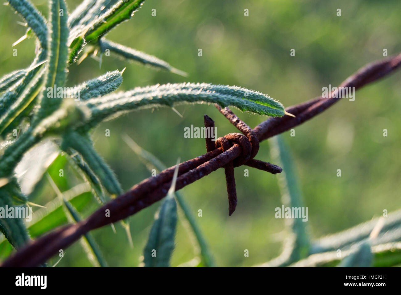 Barbed thistle hi-res stock photography and images - Alamy