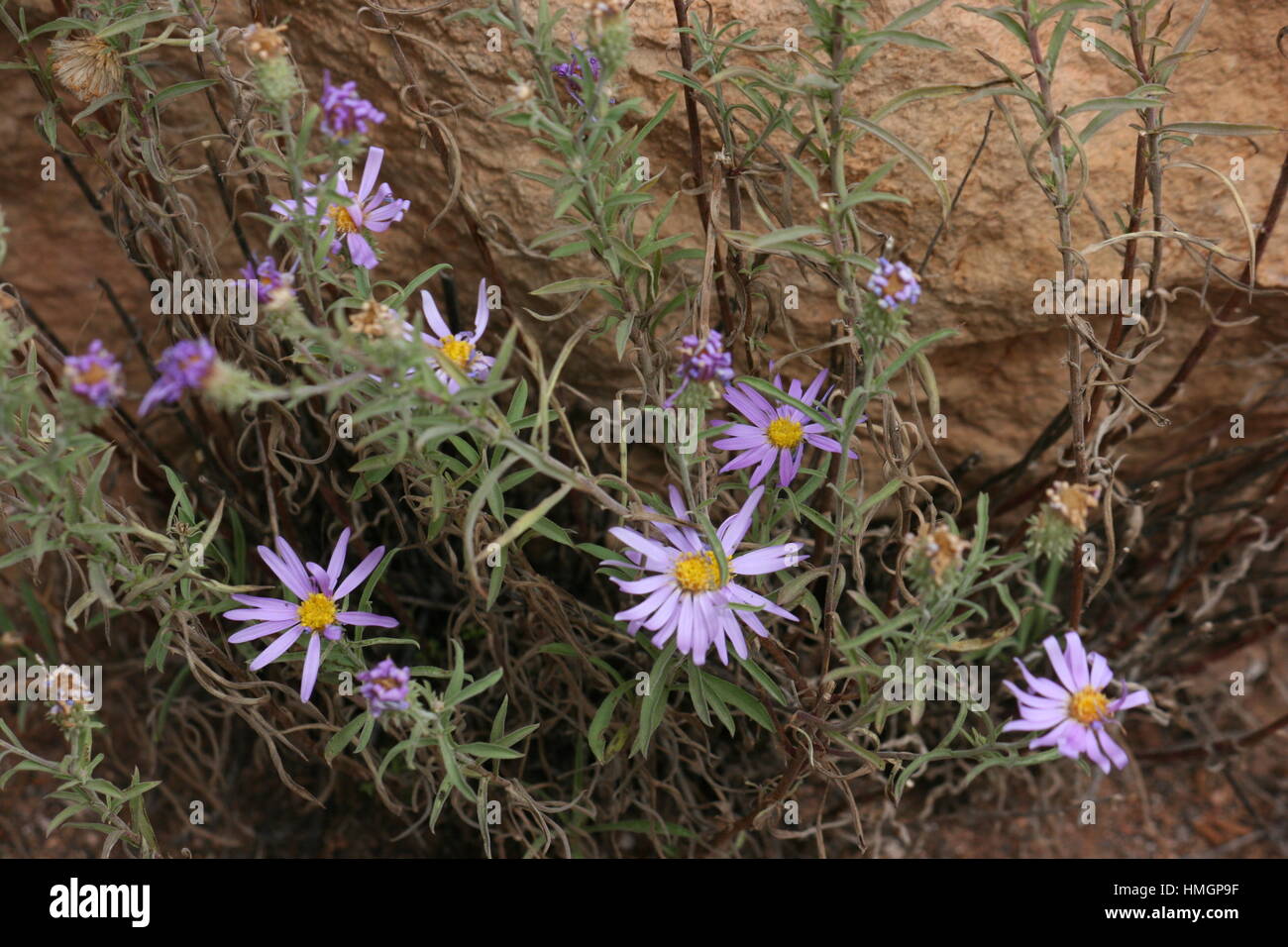 Life on the desert hi-res stock photography and images - Alamy