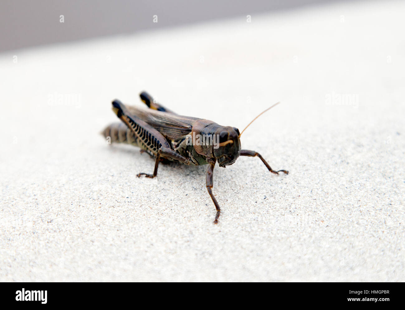 Mottled grasshopper close up hi-res stock photography and images - Alamy