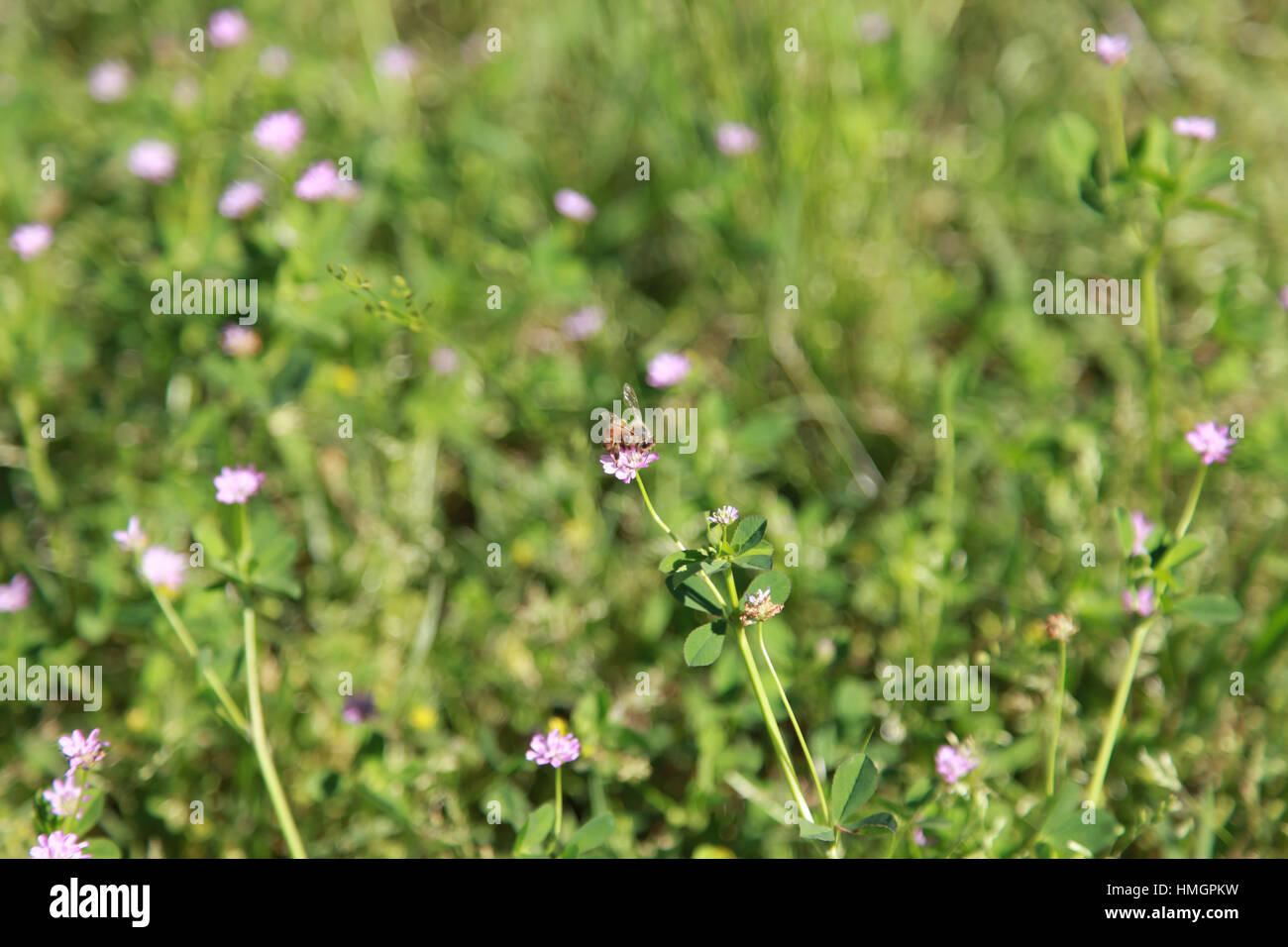 Honey bee pollinating wild flowers in a field Stock Photo - Alamy