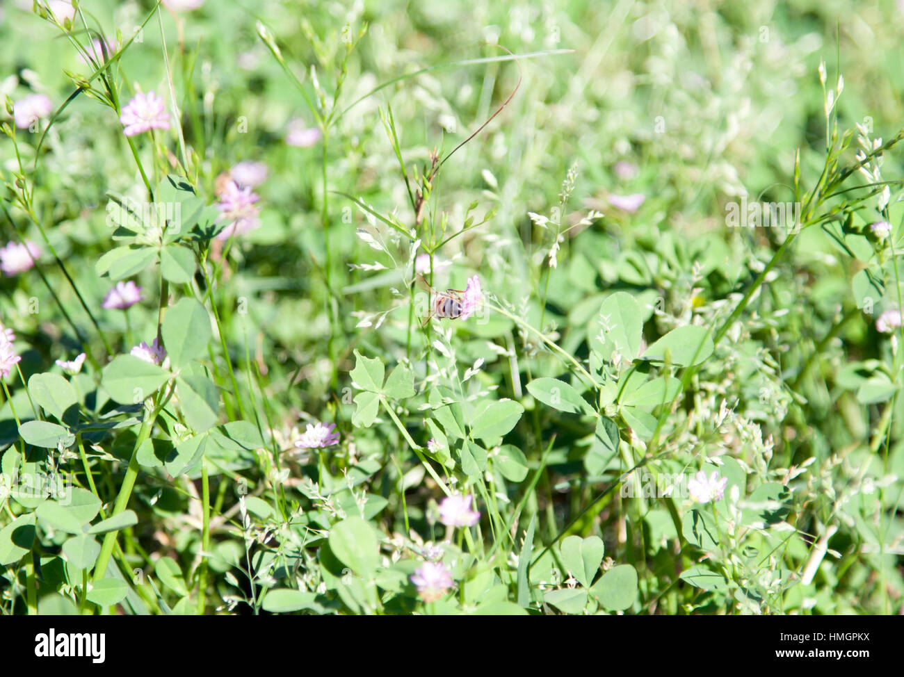Honey bee pollinating wild flowers in a field Stock Photo - Alamy