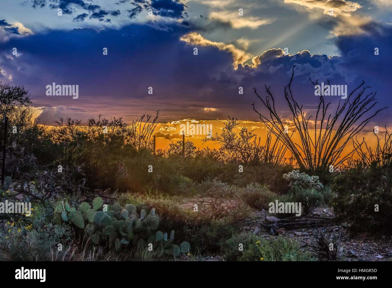 The Summer Sun Sets Over Saguaro National Park West near Tucson ...
