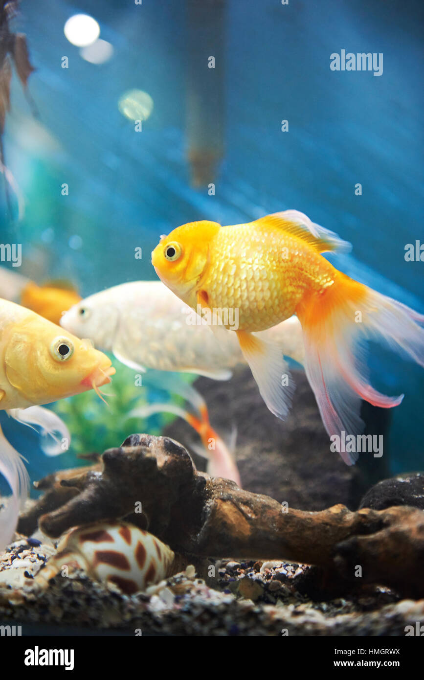 Tropical fish in aquarium close hi-res stock photography and images - Alamy