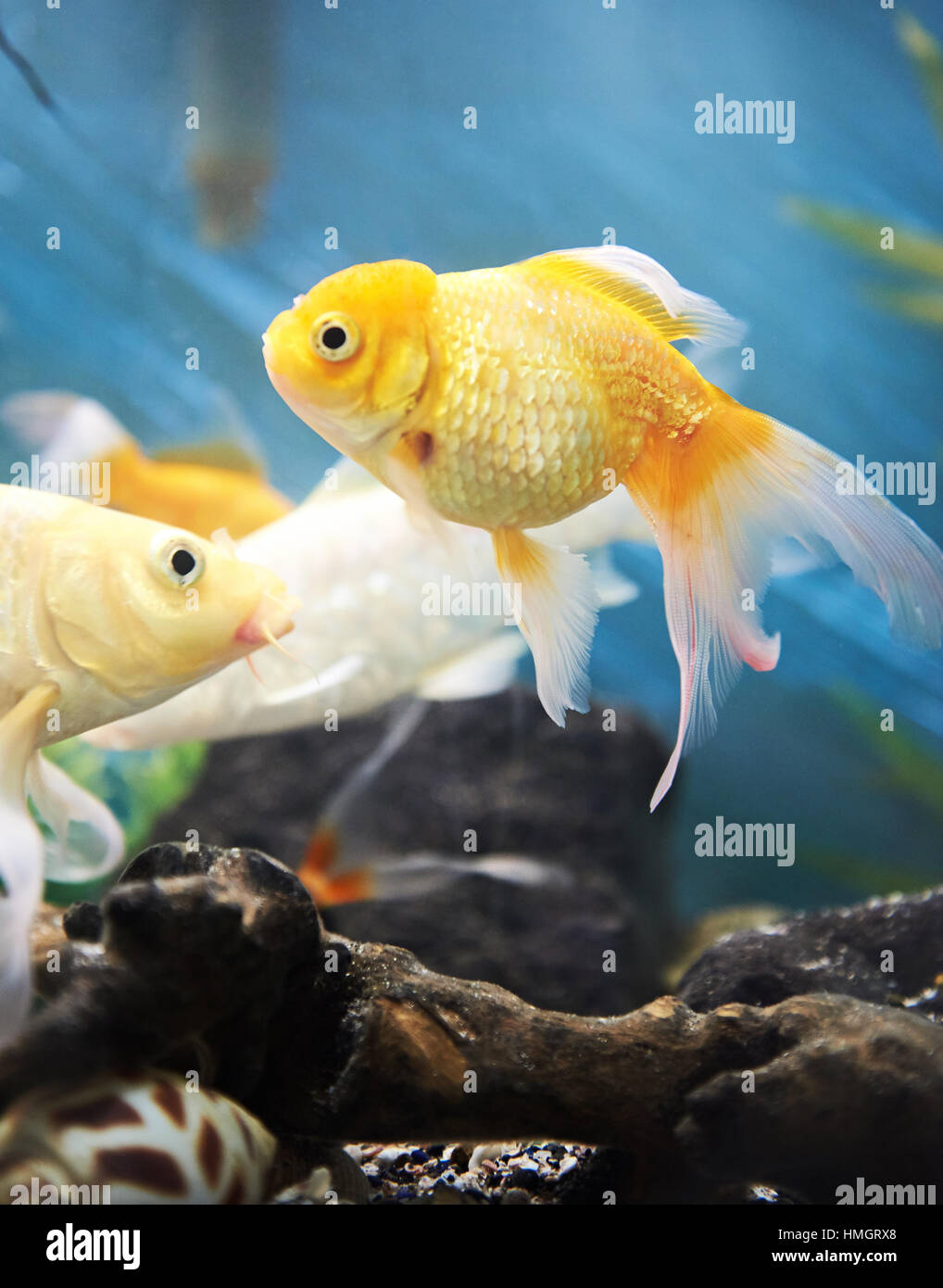 gold fish in blue aquarium around reef and stones Stock Photo - Alamy