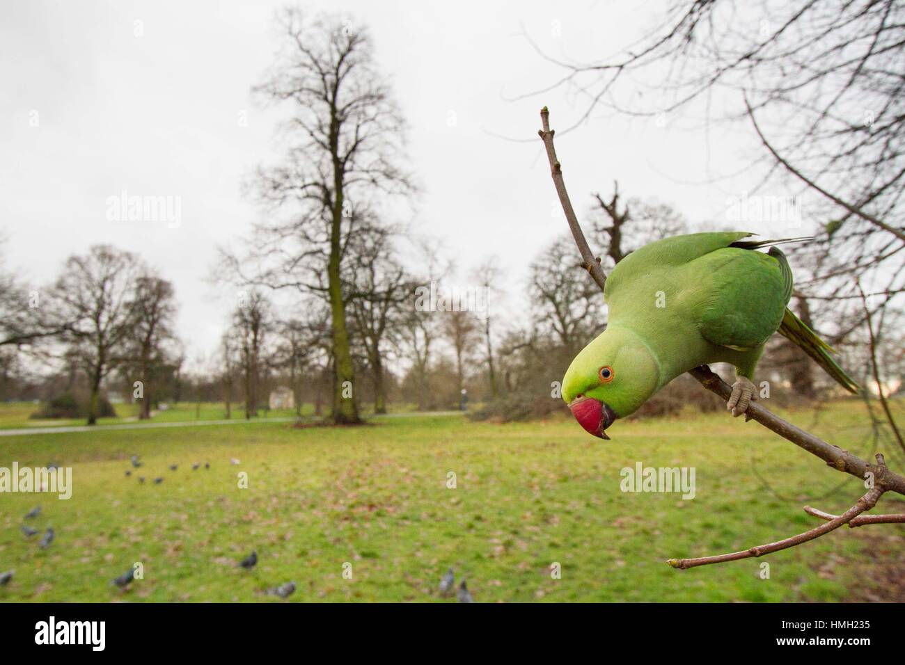 Parakeets london hi-res stock photography and images - Alamy