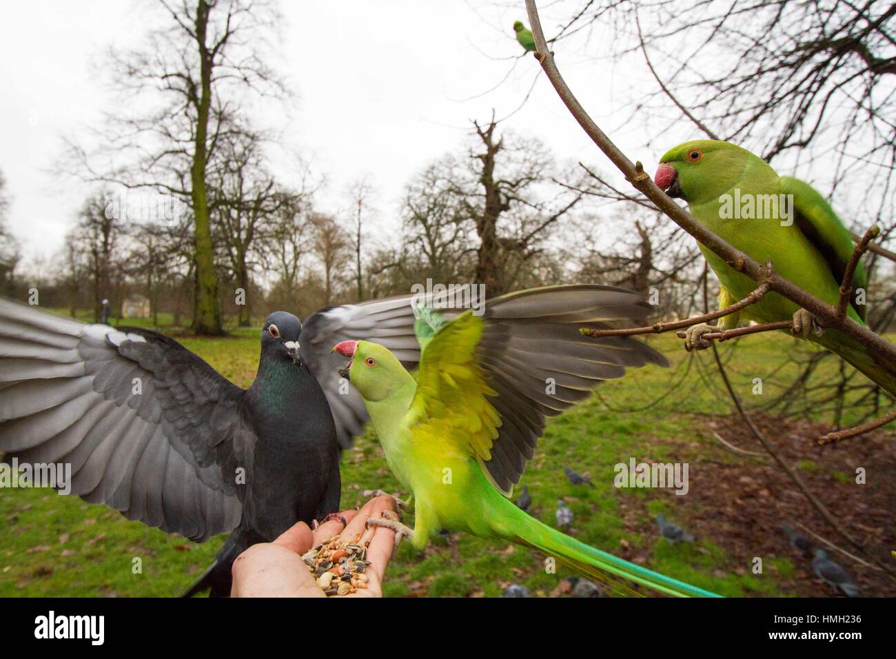 Parakeets london hi-res stock photography and images - Alamy