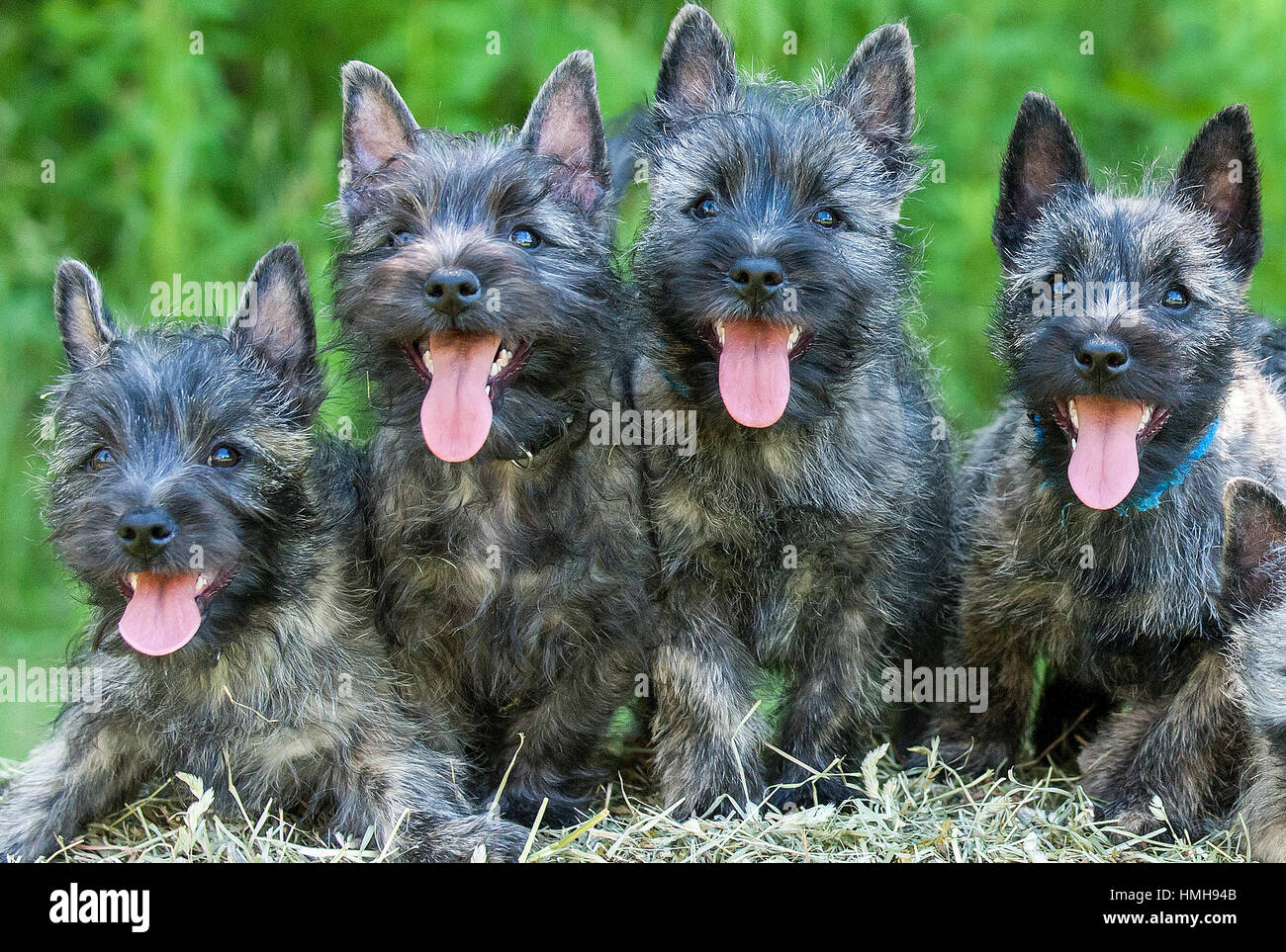 Dogs Lined Up Stock Photos & Dogs Lined Up Stock Images - Alamy