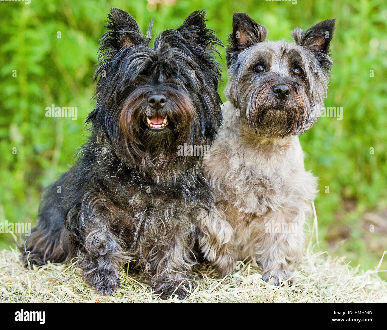 Dogs lined up hi-res stock photography and images - Alamy