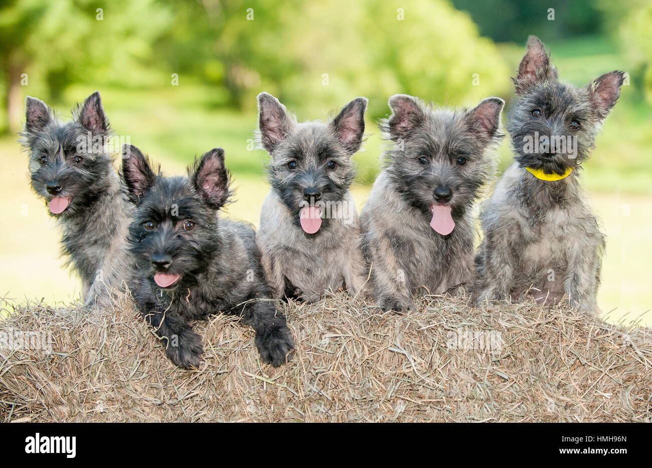 Dogs lined up hi-res stock photography and images - Alamy