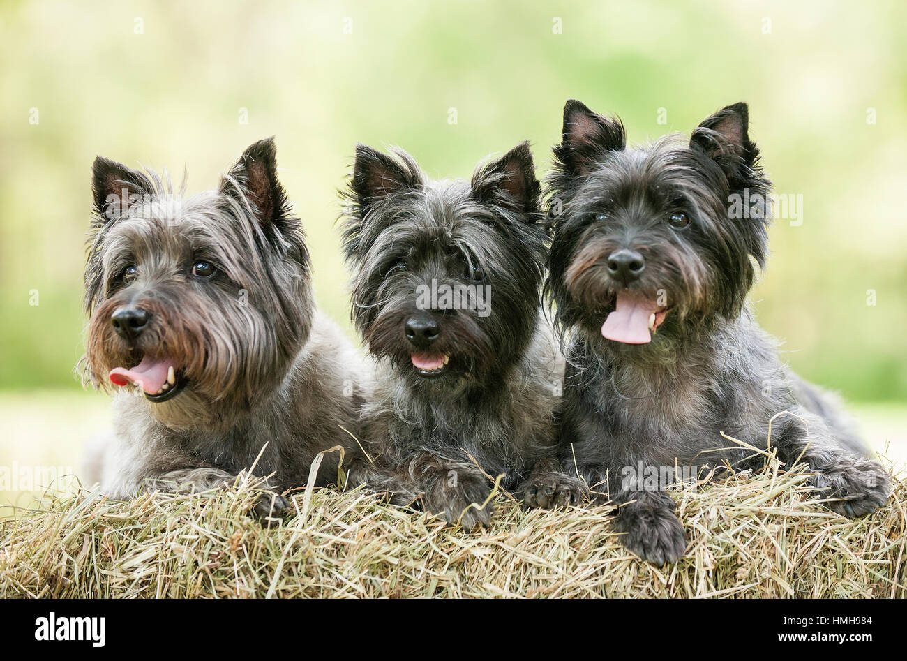 Dogs lined up hi-res stock photography and images - Alamy