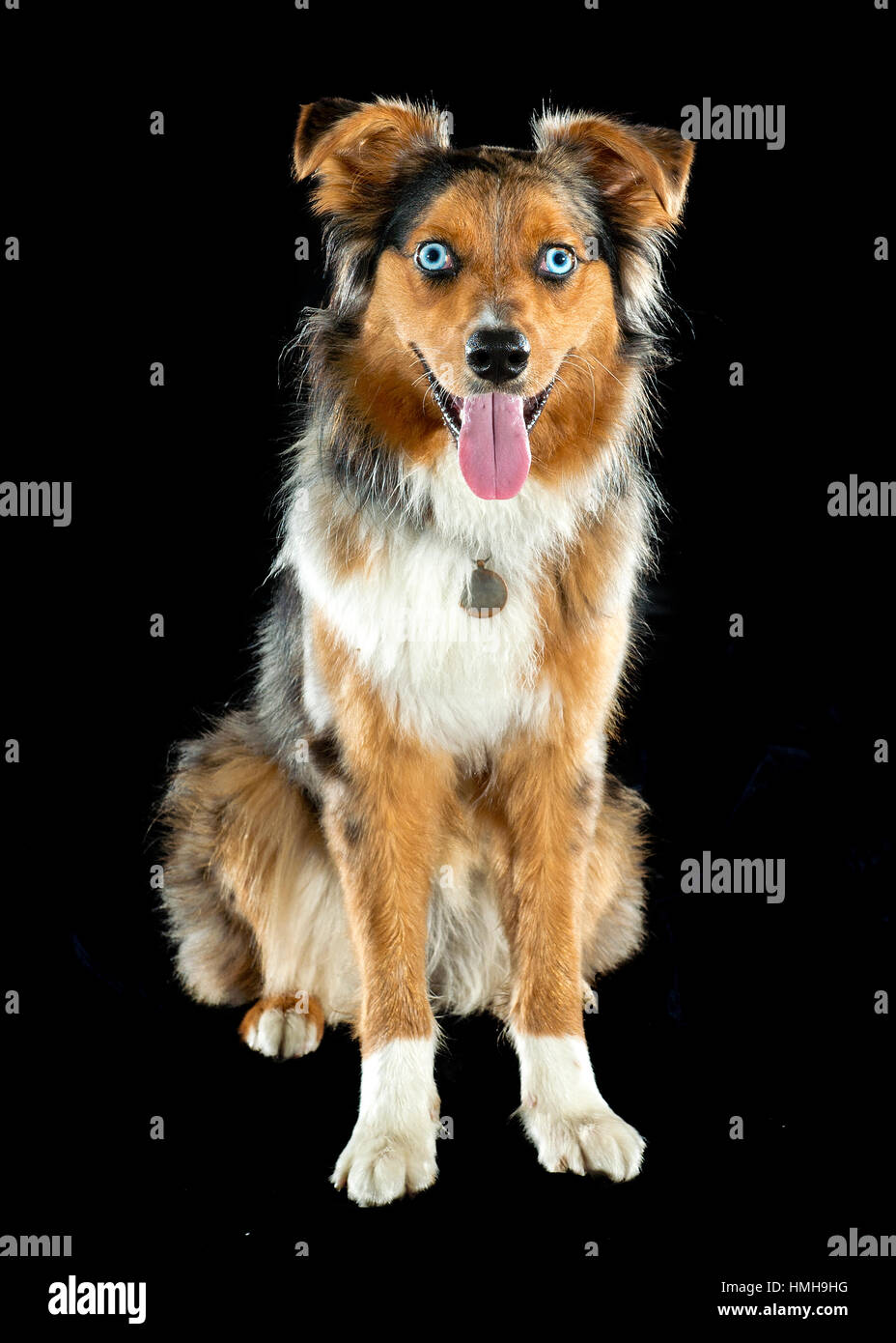Gorgeous blue eyed Autralian Shepard tri-color Aussie merle sitting ...