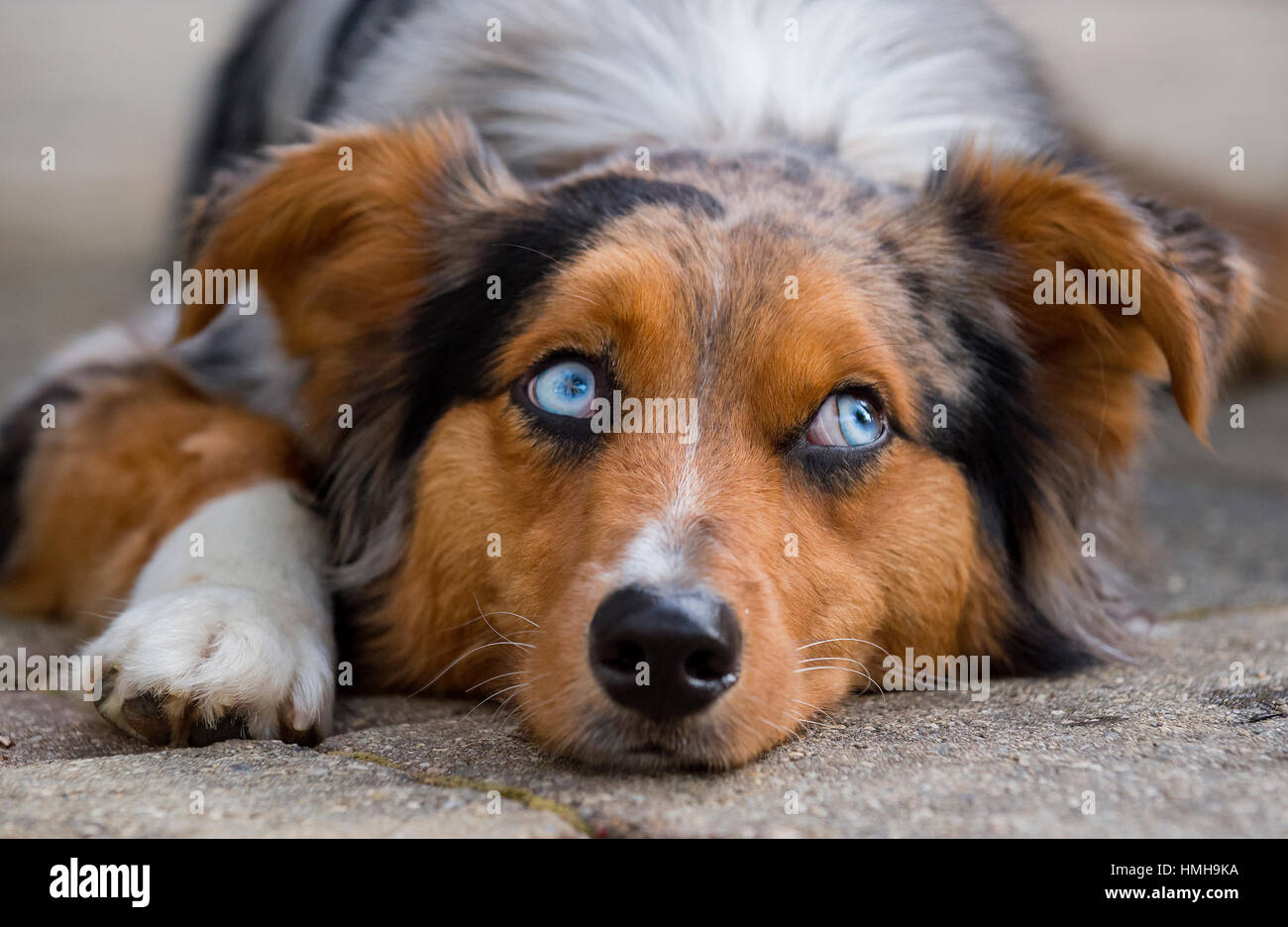 Stunning blue eyed Australian Shepherd Shepard tri-color Aussie dog ...