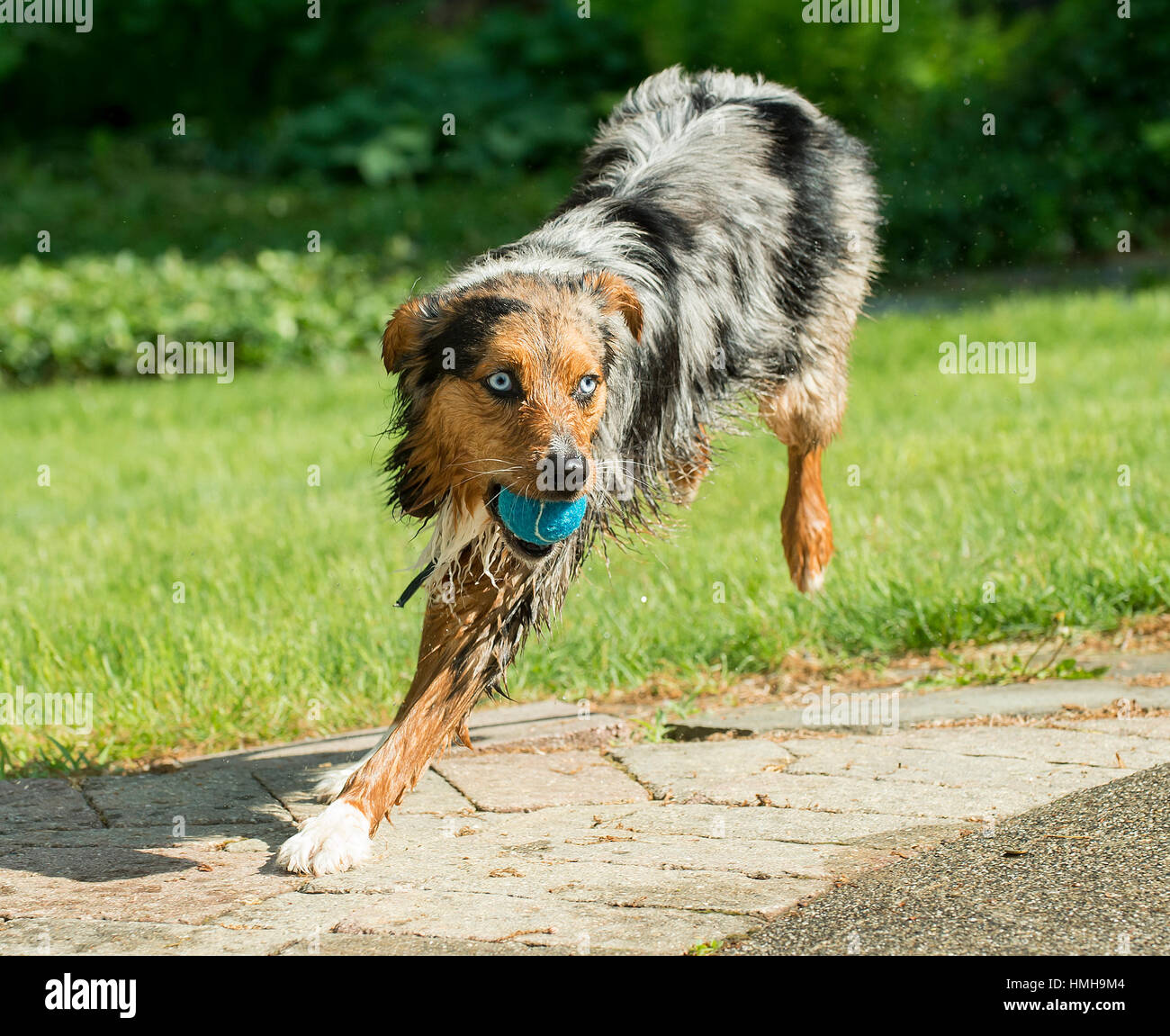 Wet australian shepherd hi-res stock photography and images - Alamy