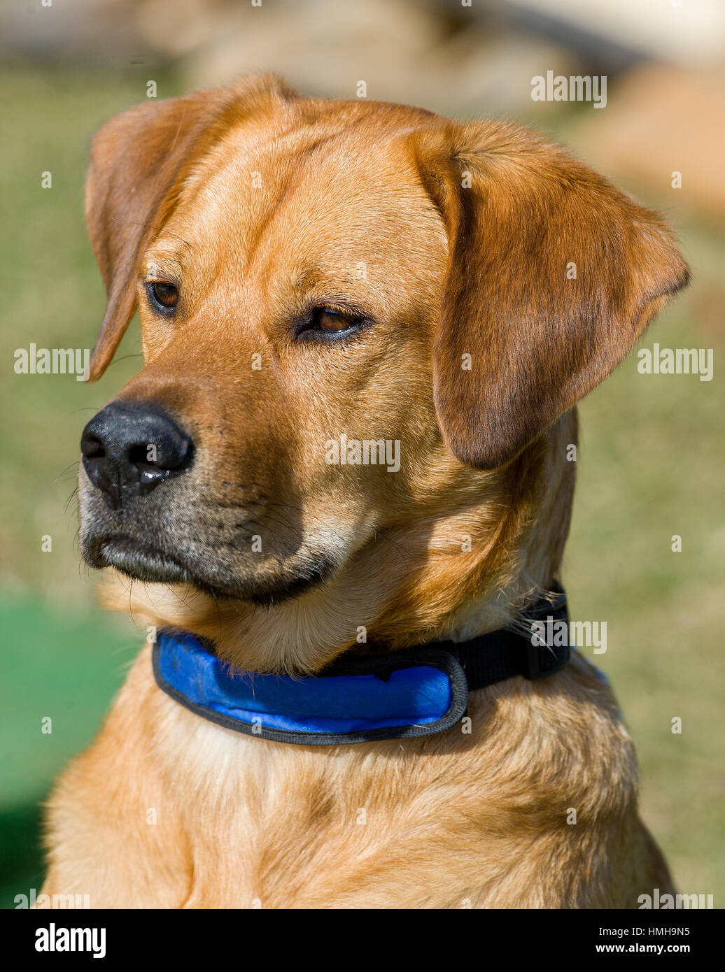 Handsome brown lab mix rescue shelter dog in profile headshot portrait ...