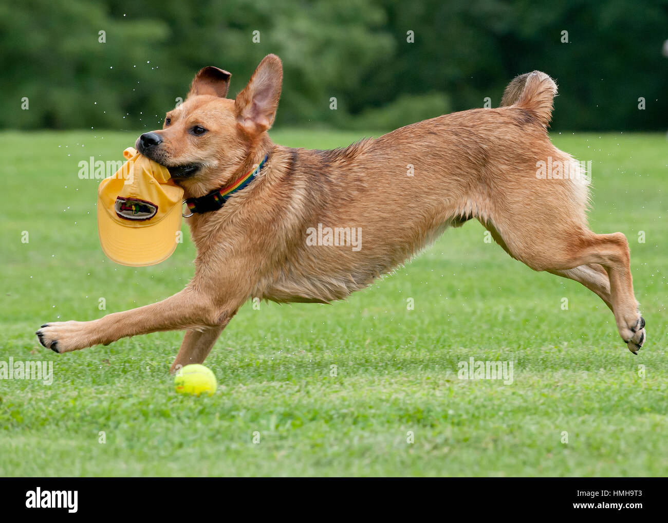 Adorable lab shepherd mix rescue shelter dog running free playing mid ...