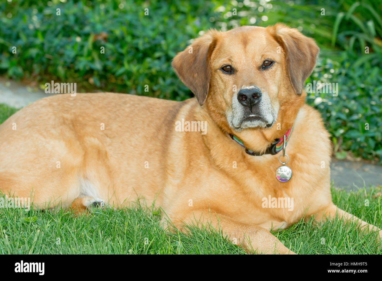 Handsome brown lab mix shelter rescue dog lying in grass outside with ...