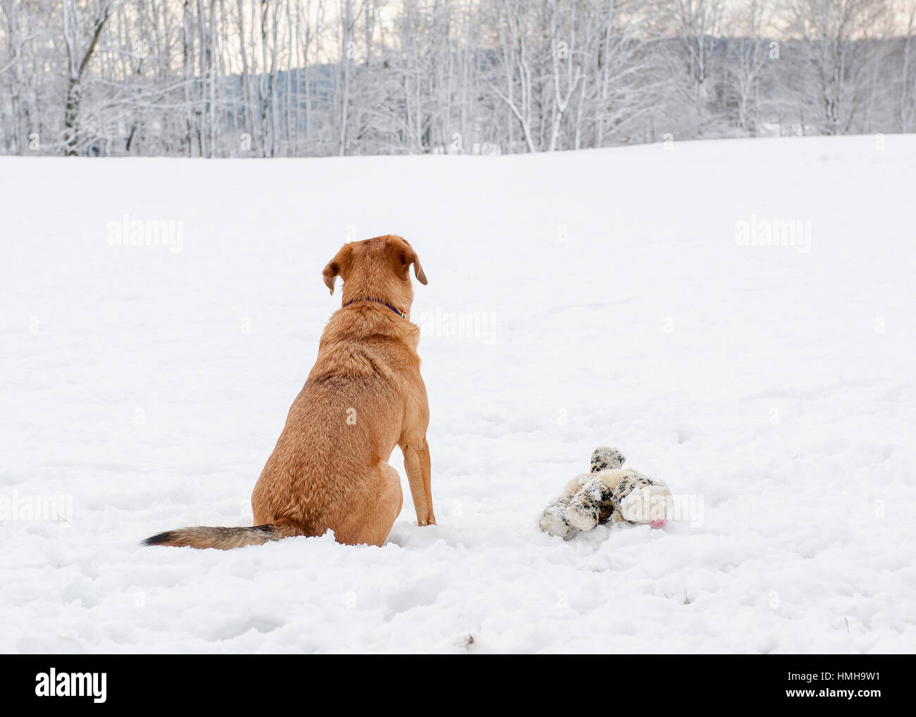 Handsome mixed breed red brown dog from the back sitting with stuffed ...