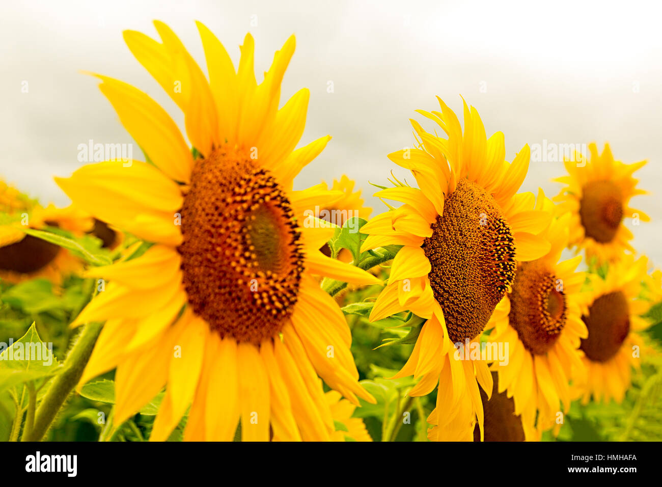 Close up of the sunflower. The common sunflower ( helianthus annuus) is ...