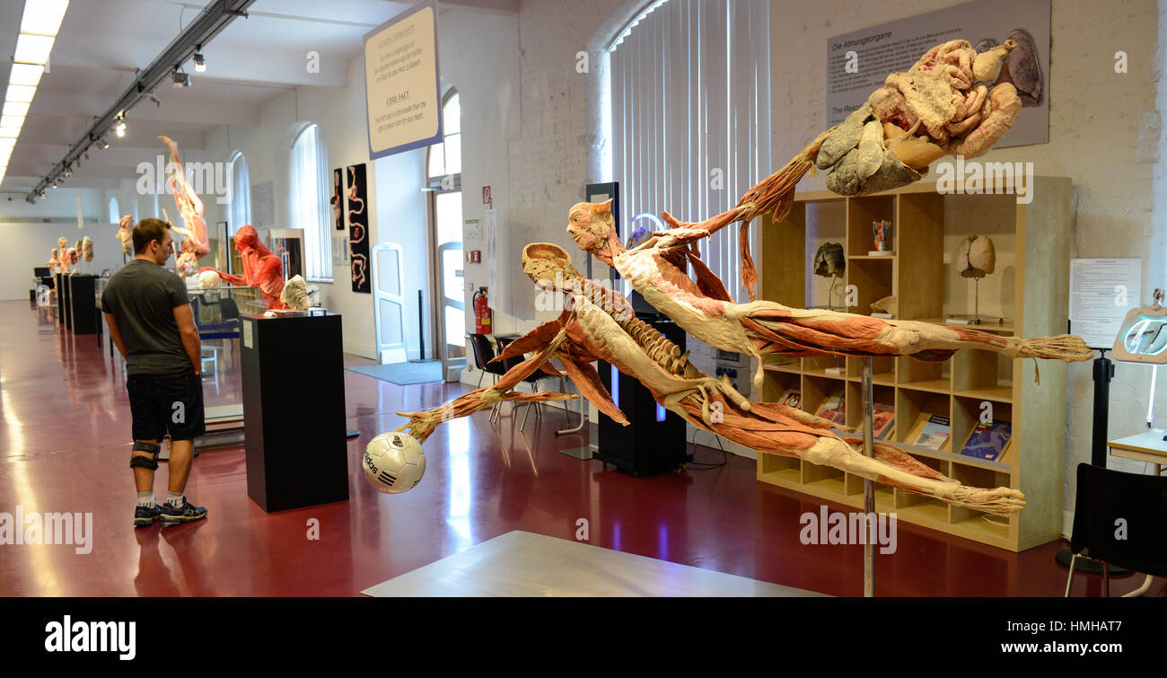 Biological section of a man in Plastinarium gallery, Germany Stock Photo - Alamy