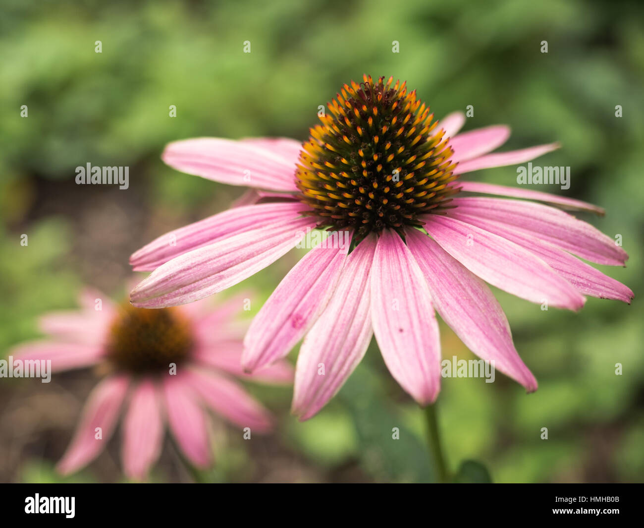 Closeup of the pink blossom of a coneflower, echinacea purpurea Stock ...