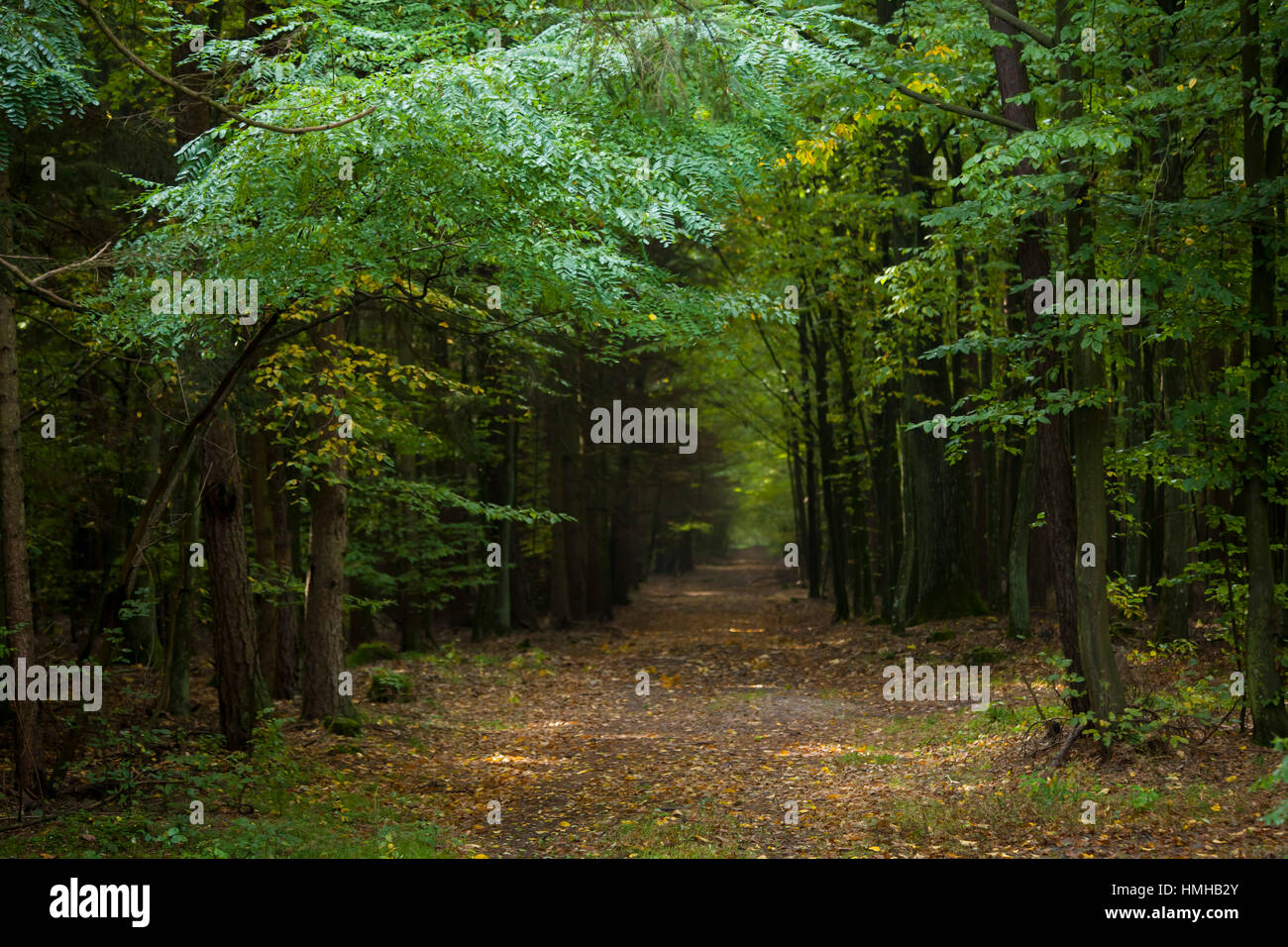 Path in a wild forest Stock Photo - Alamy