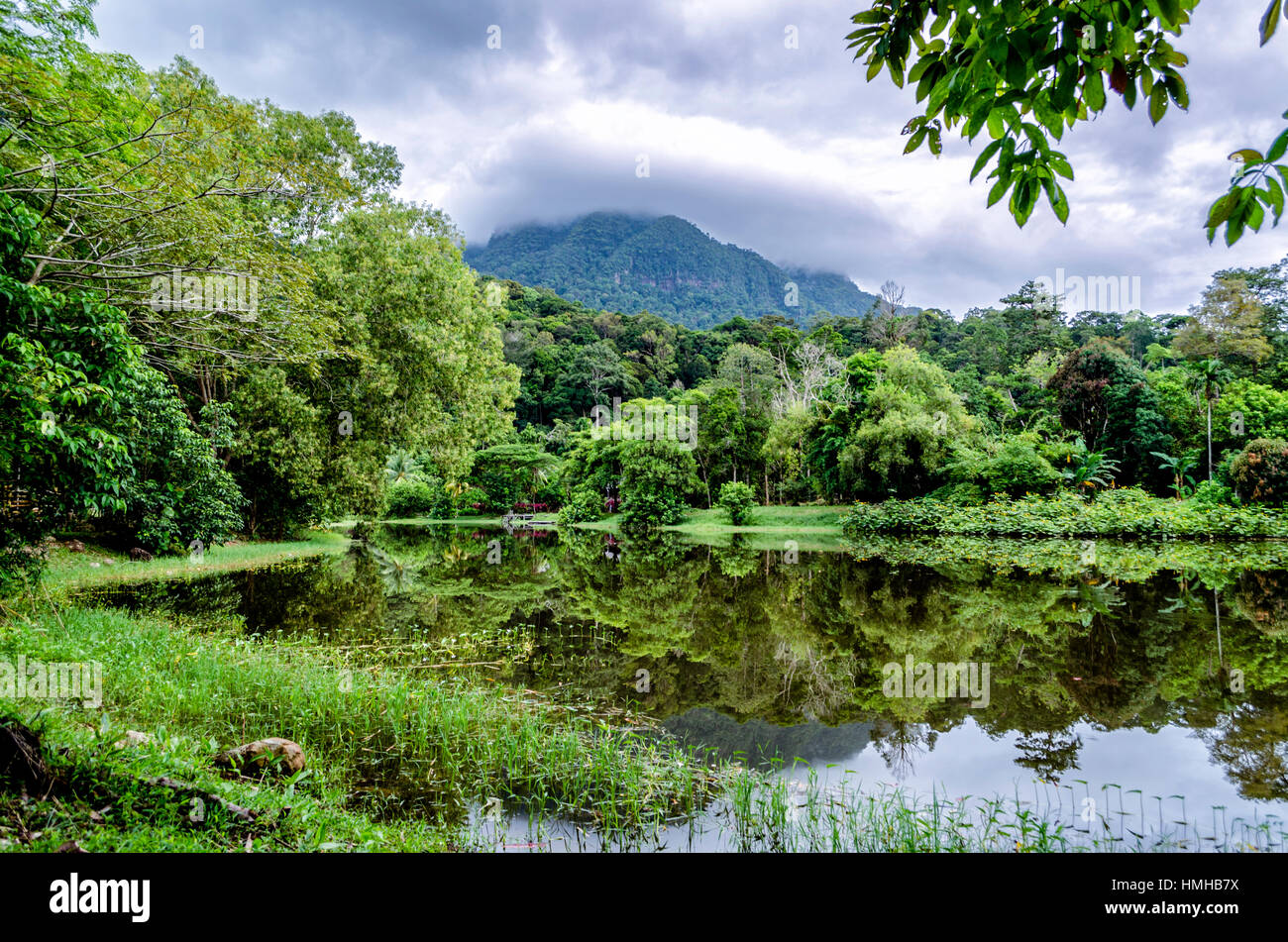 pond surrounded by trees Stock Photo - Alamy