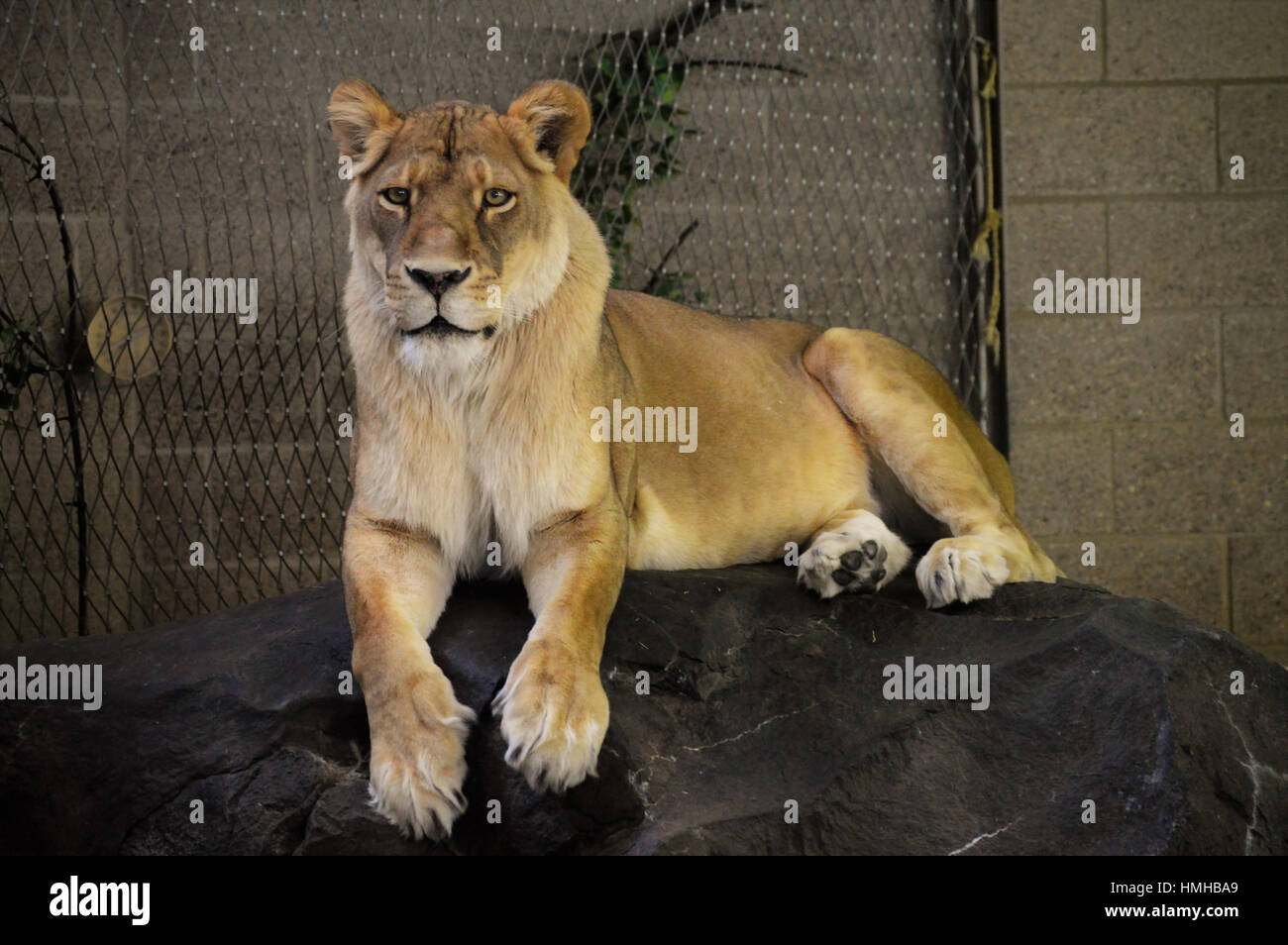 Lion lioness female hi-res stock photography and images - Alamy