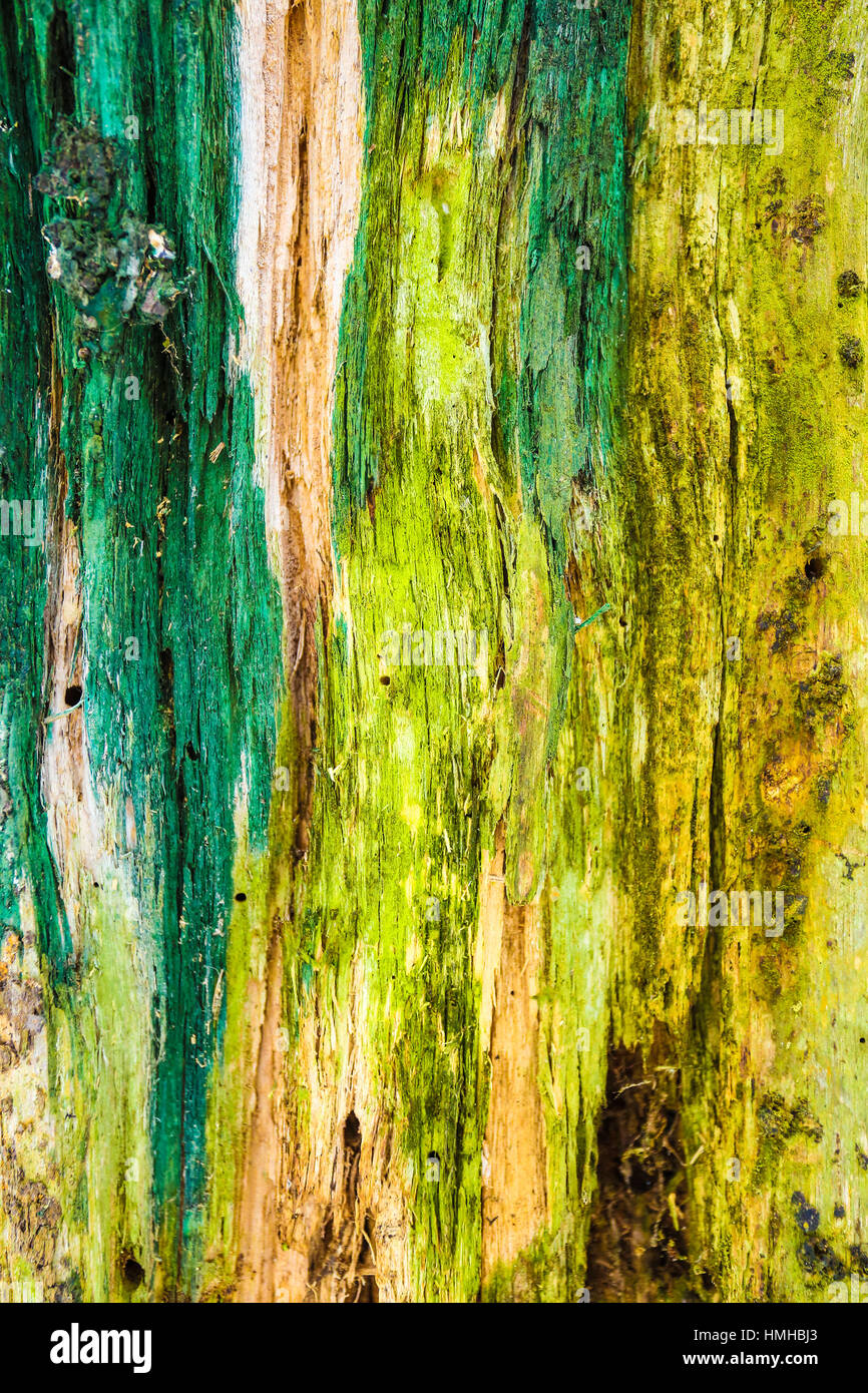 Green and blue moss on rot tree Stock Photo - Alamy