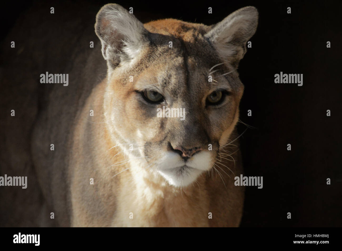 Puma eyes hi-res stock photography and images - Alamy