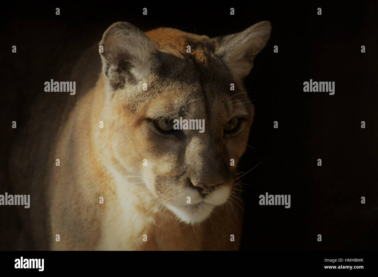 Close up of a puma Stock Photo - Alamy