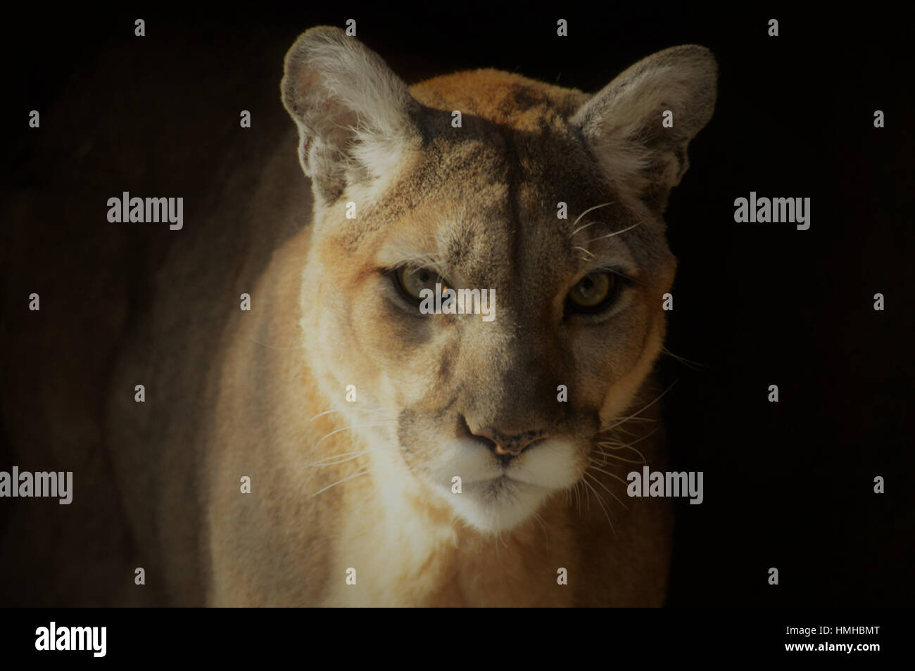 Close up of a puma Stock Photo - Alamy