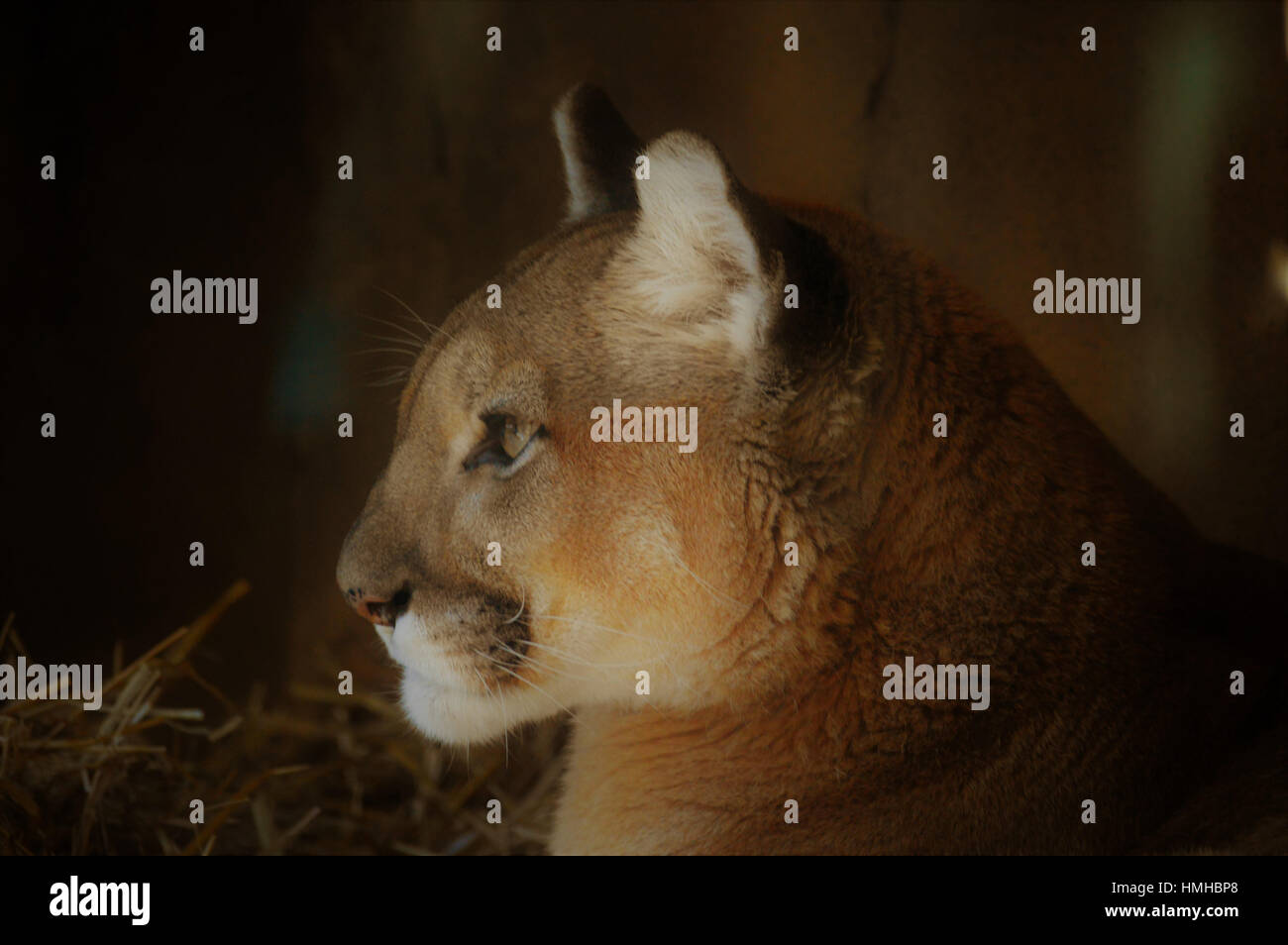 Puma profile hi-res stock photography and images - Alamy