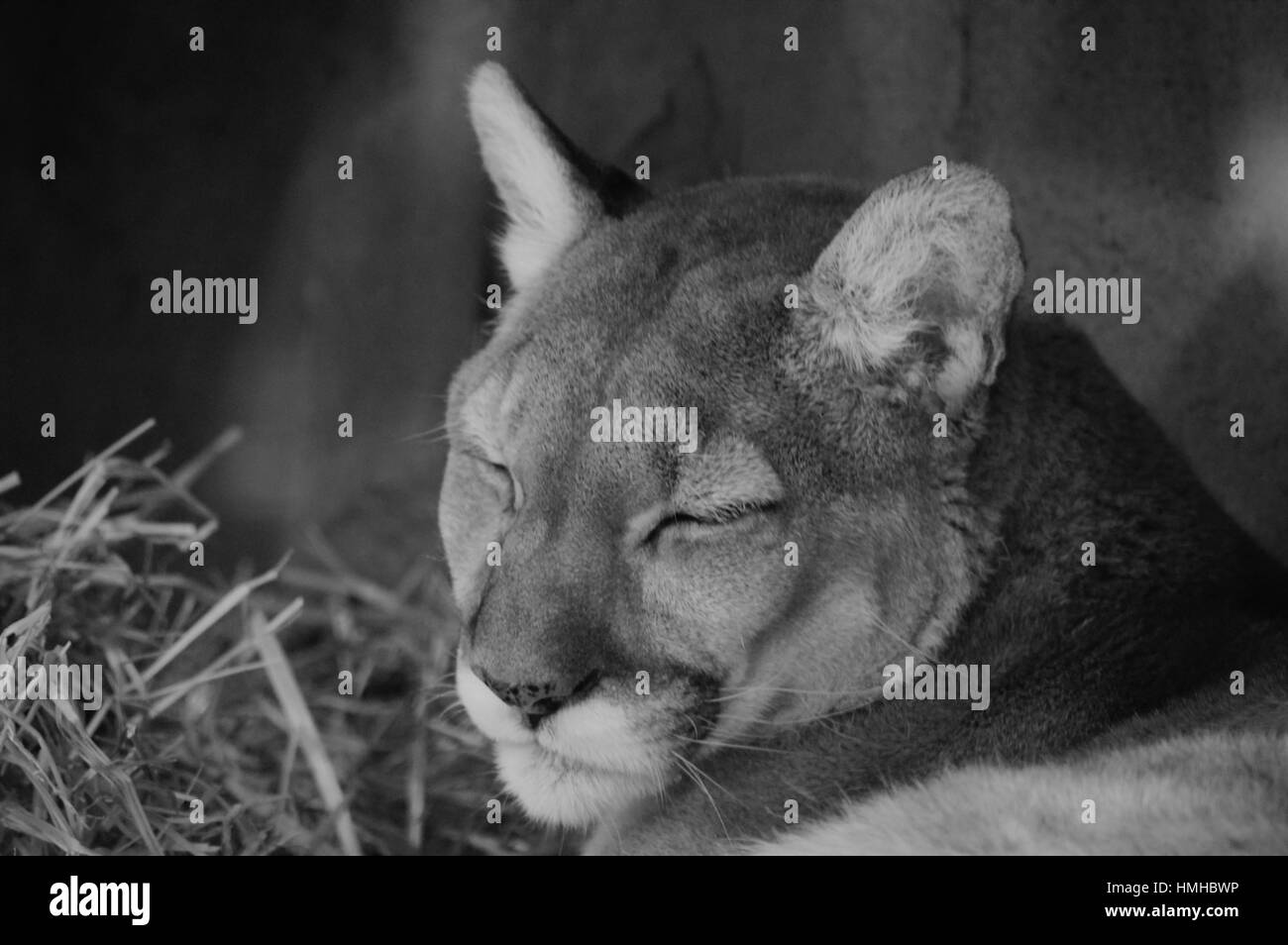 North america mountain lion Black and White Stock Photos & Images - Alamy