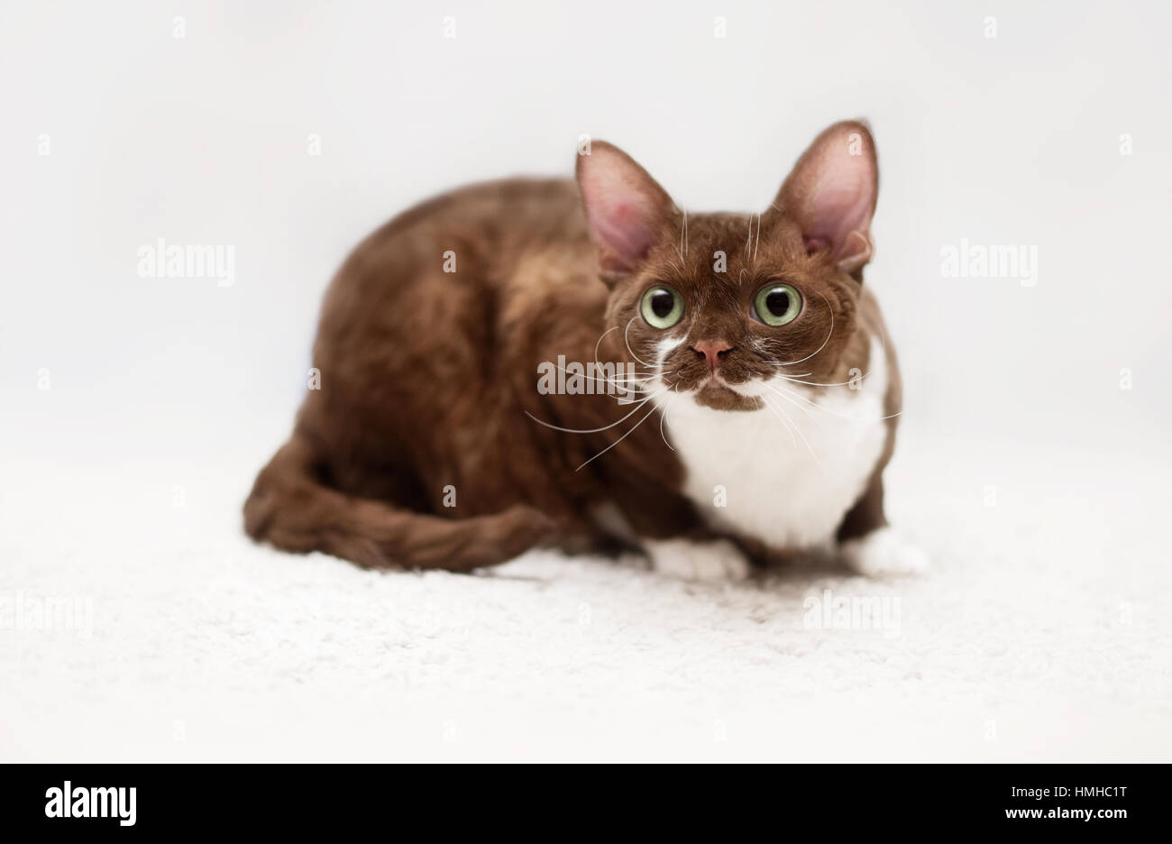 Black devon rex hi-res stock photography and images - Alamy