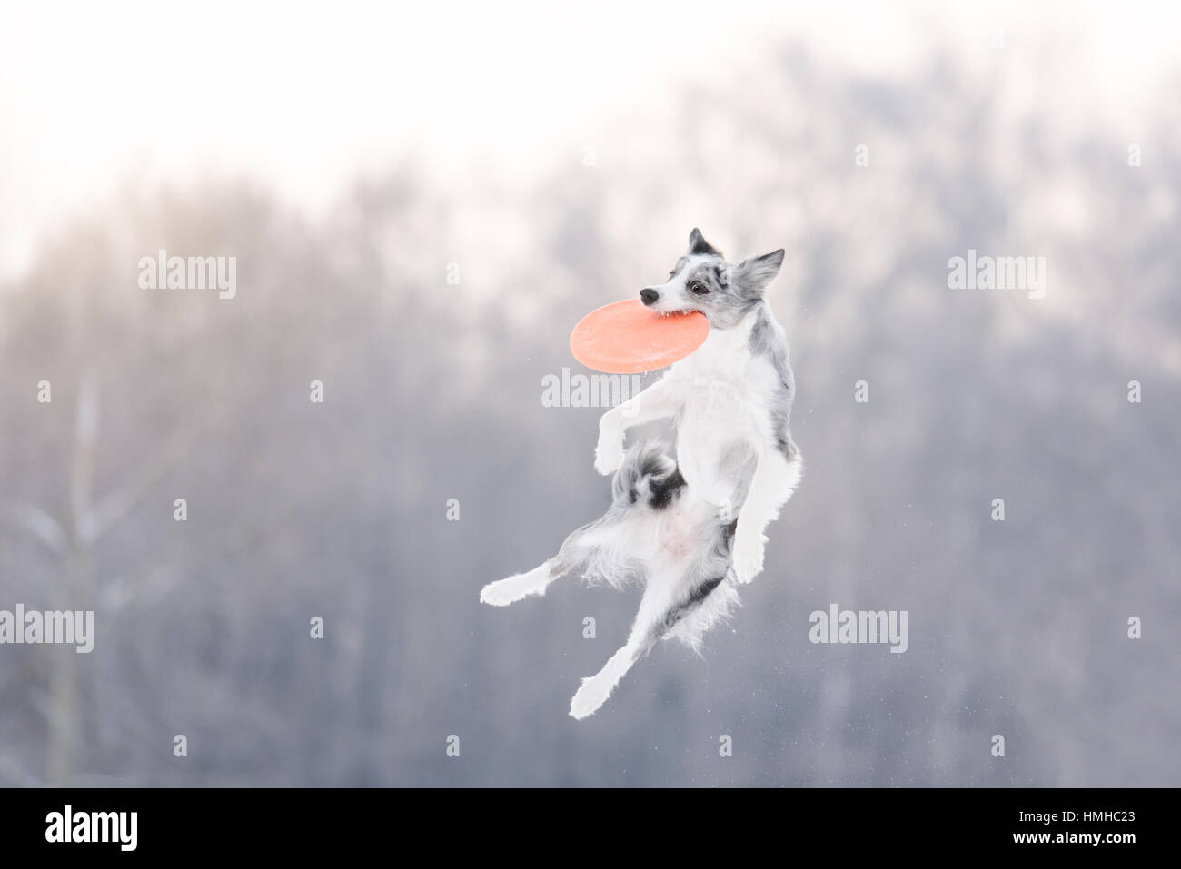 Flying disk hi-res stock photography and images - Alamy