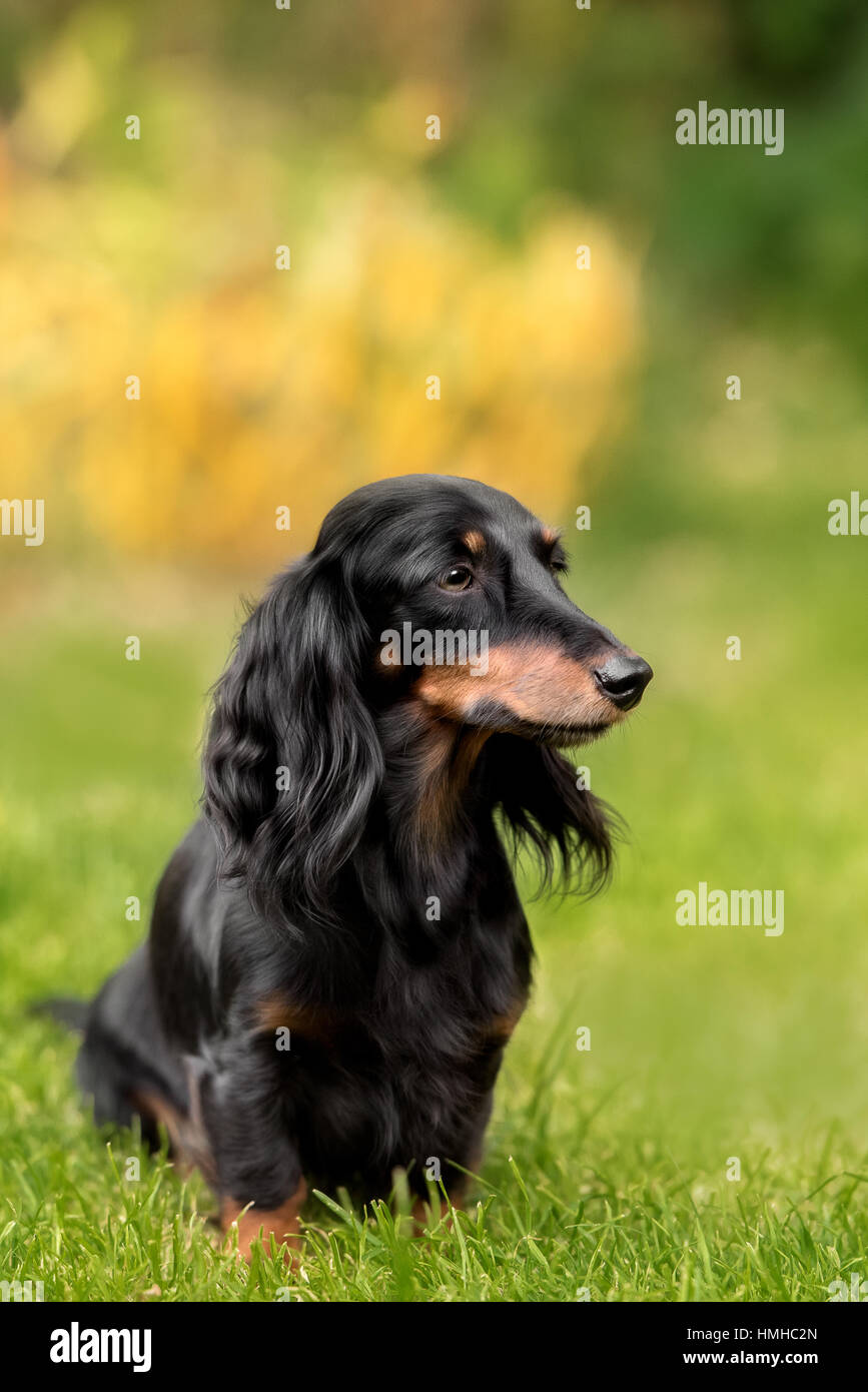 Miniature dachshund lawn dog smile Stock Photo - Alamy