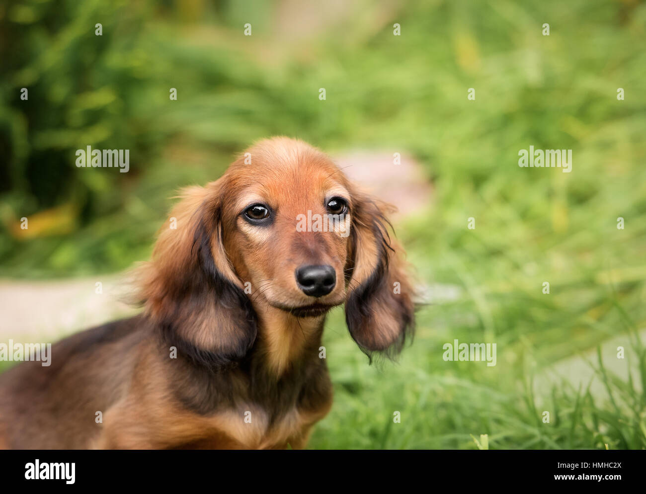 Sad dachshund hi-res stock photography and images - Alamy